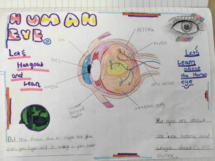 Holy Trinity Primary School | Exploring the parts of the human eye in ...