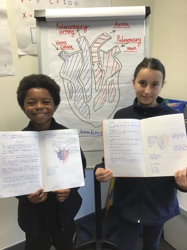 Holy Trinity Primary School | Year 6 Science: The Heart and Circulatory ...